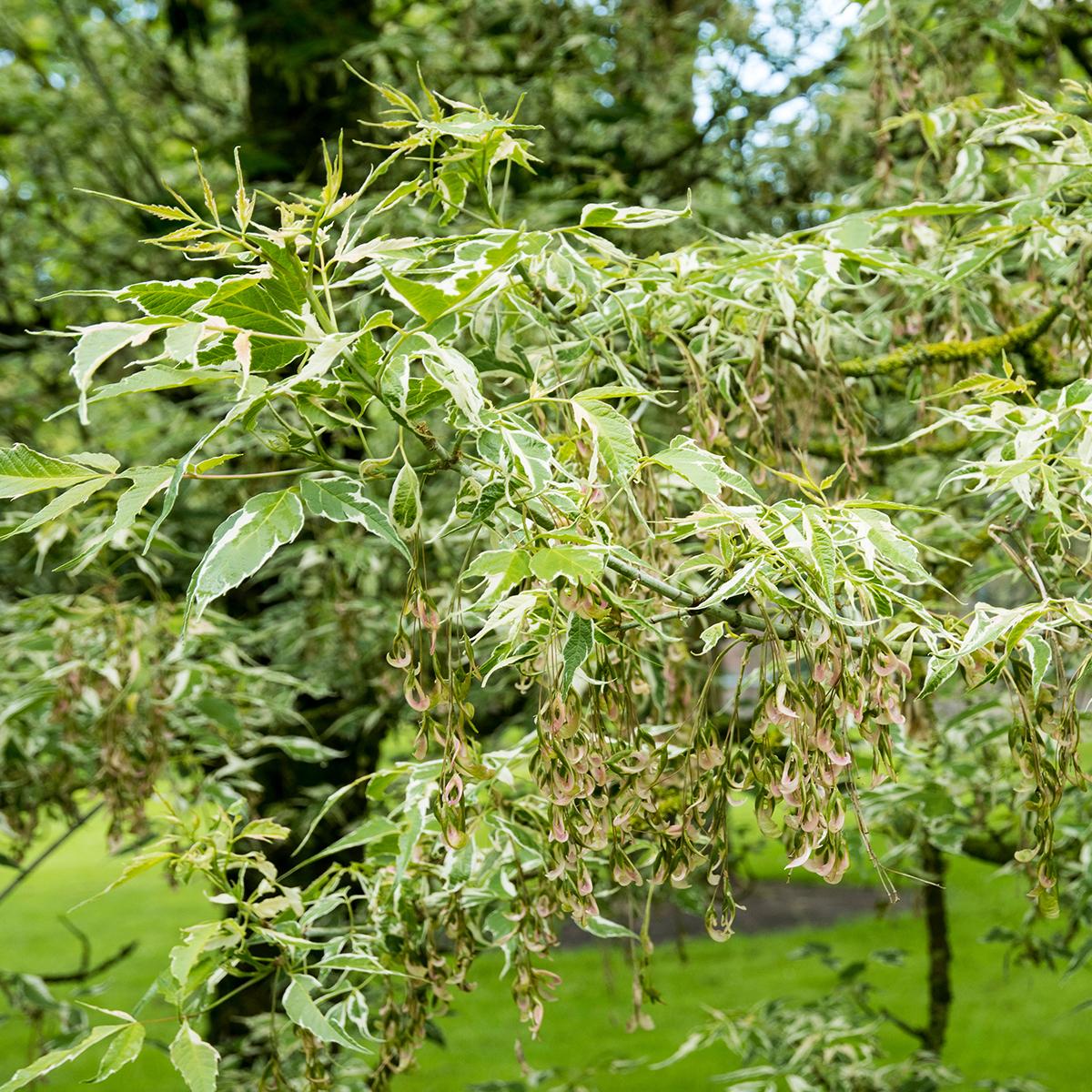 Acer negundo Flamingo - Érable à feuille de frêne - Arbuste à feuillage ...