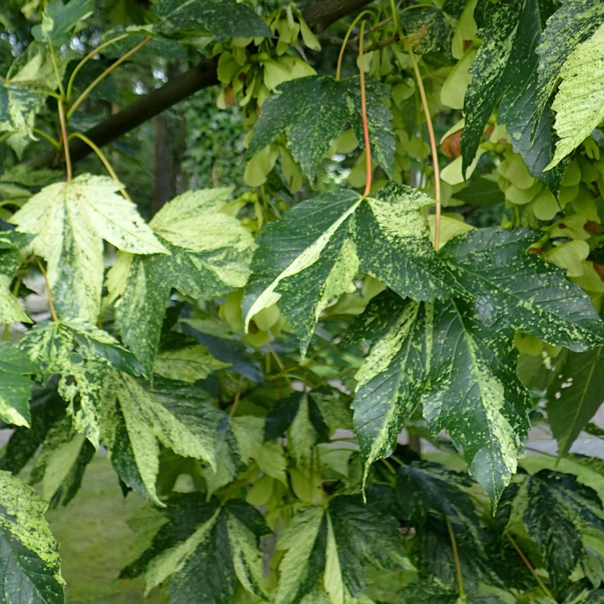 Érable sycomore Leopoldii - Acer pseudoplatanus au feuillage panaché de ...
