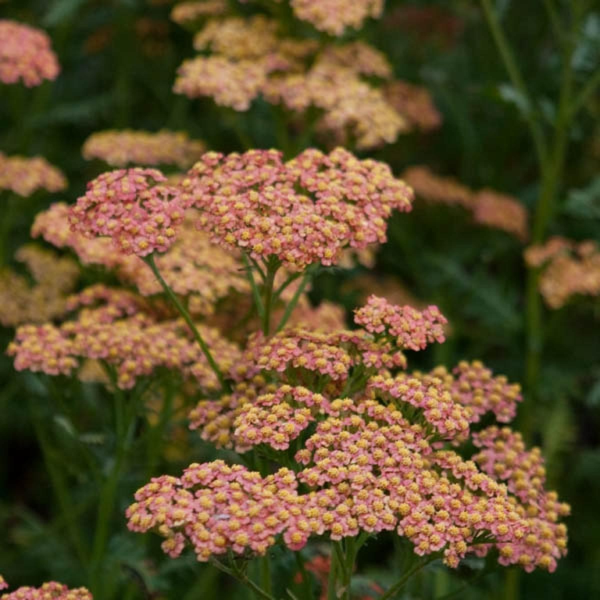 Achillée millefeuille - Achillea Walter Funcke – fleurs rouge corail à ...