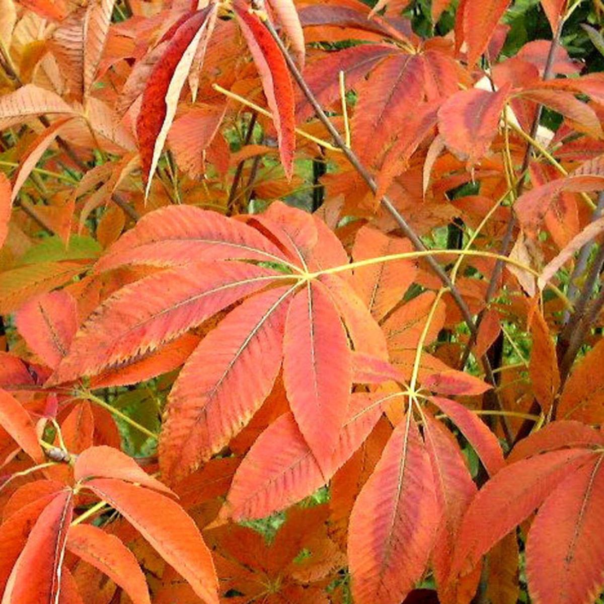 Aesculus neglecta Autumn Fire – Petit marronnier rouge-orangé en automne