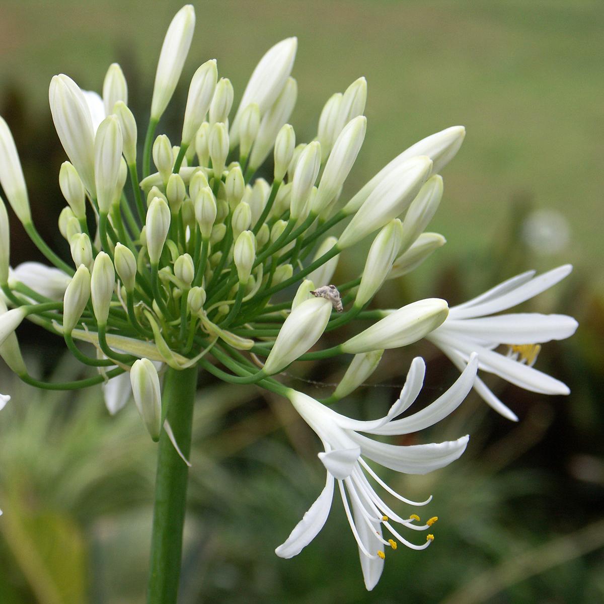 Agapanthus White Baby - Agapanthe naine à fleurs blanc pur