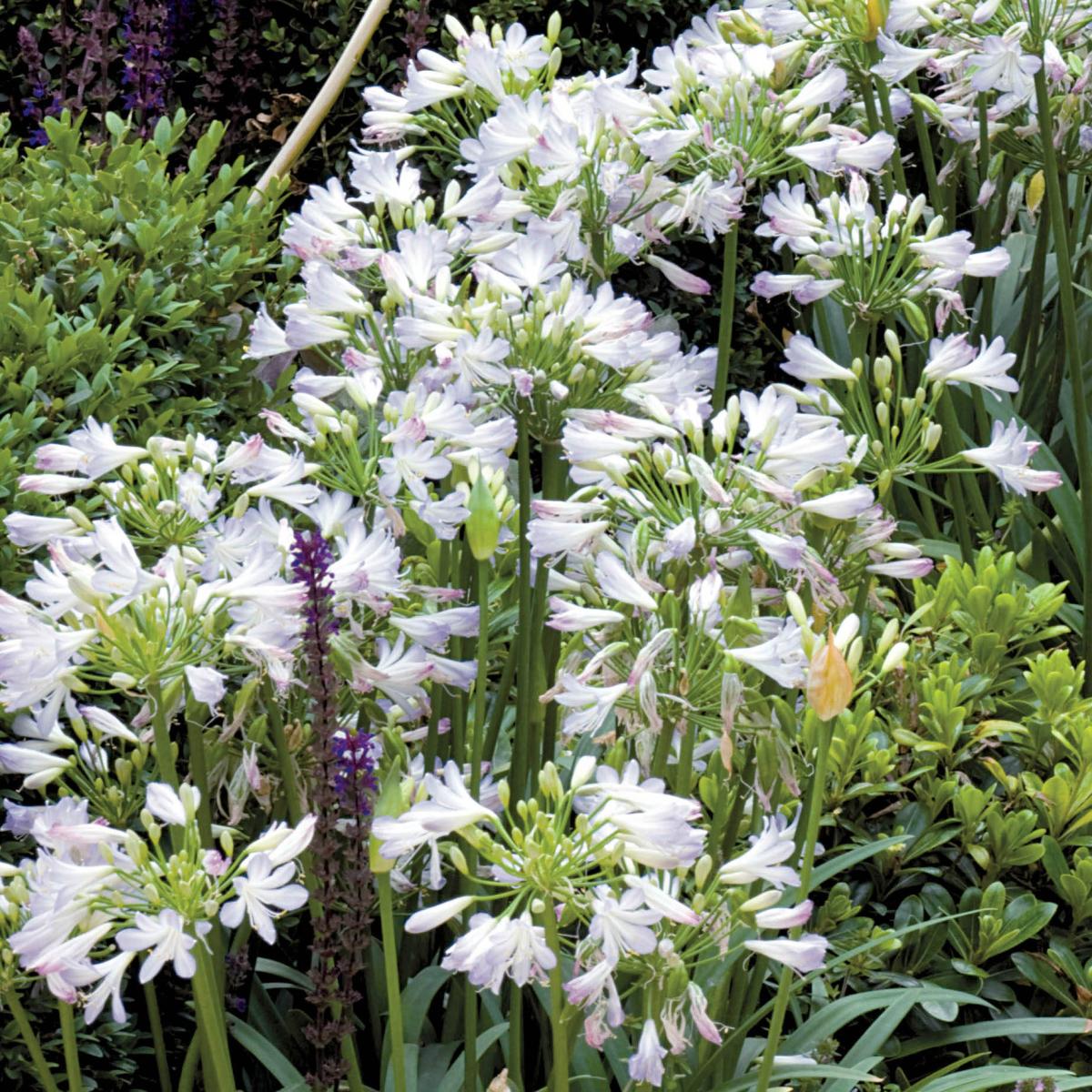 Agapanthe Enigma - Fleurs originales, blanches à base bleu outremer.