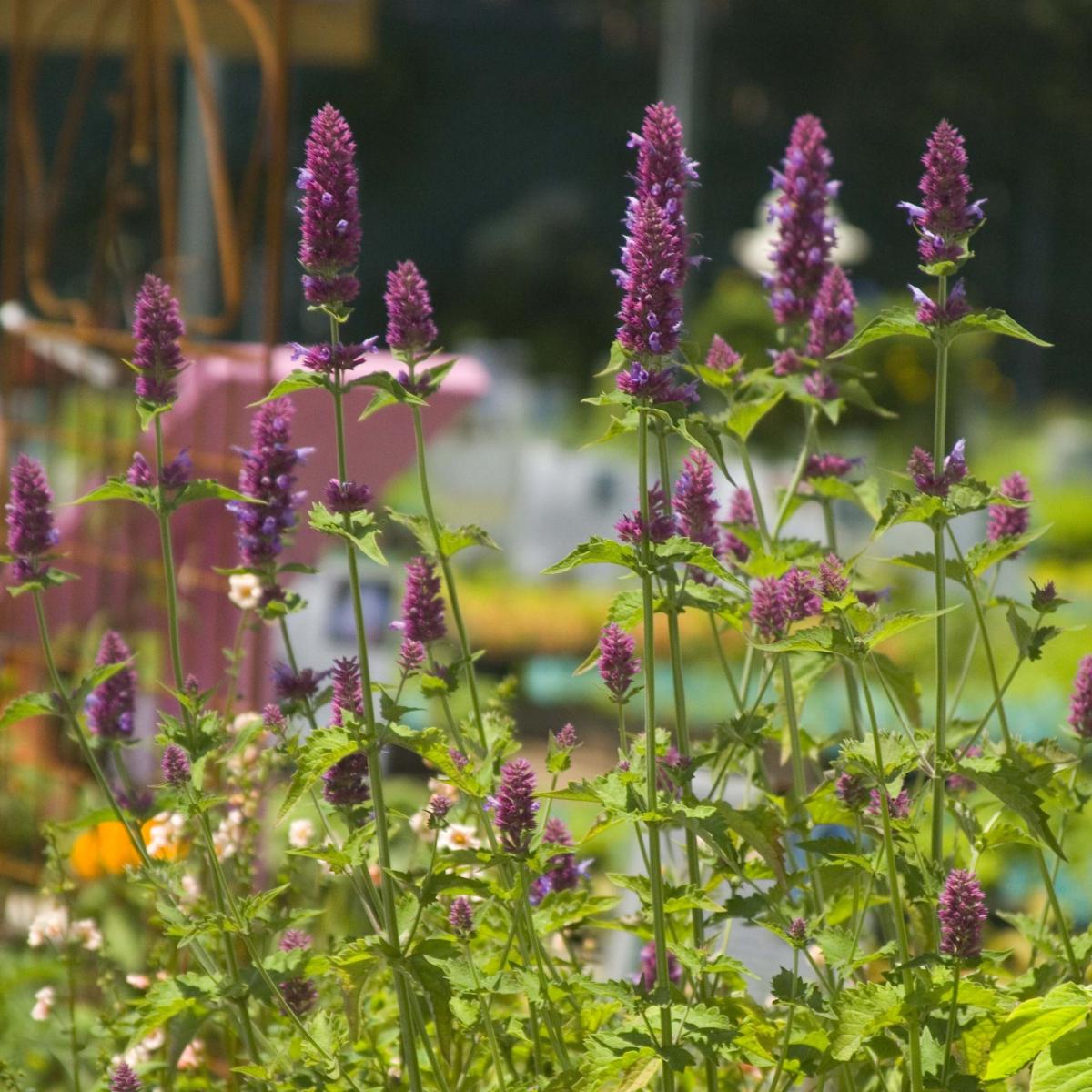 Agastache Globetrotter - une grande vivace aromatique aux fleurs mauve ...