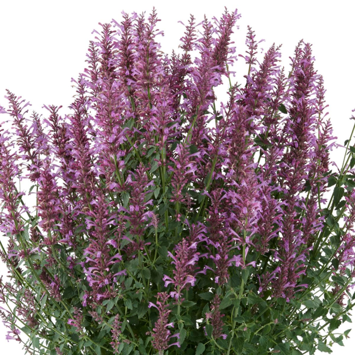 Agastache Sunny Sparks Pink Improved - Vivace à fleurs roses