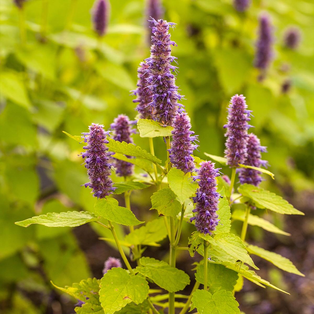 Agastache foeniculum Golden Jubilee - Agastache fenouil - Vivace ou ...