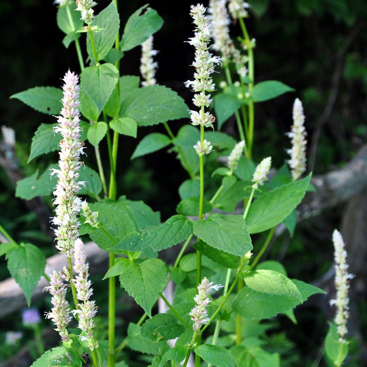 Agastache nepetoides – Grande vivace aux épis de fleurs jaune chartreuse