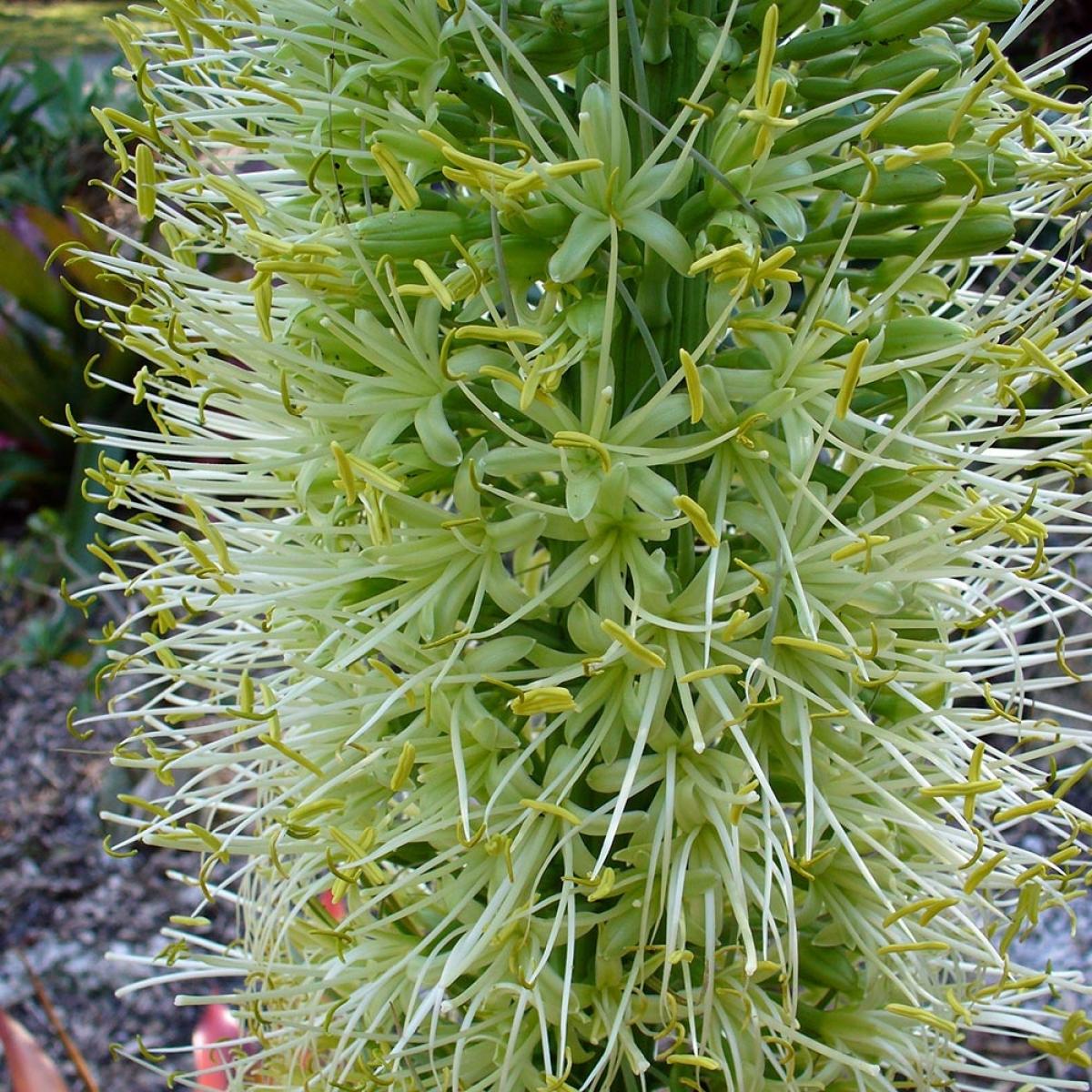 Agave attenuata - Petite agave aux feuilles inermes vert tendre bleuté ...