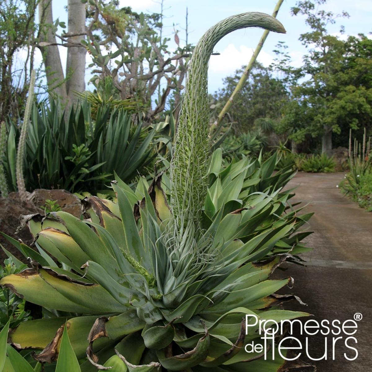 Agave attenuata - Petite agave aux feuilles inermes vert tendre bleuté ...