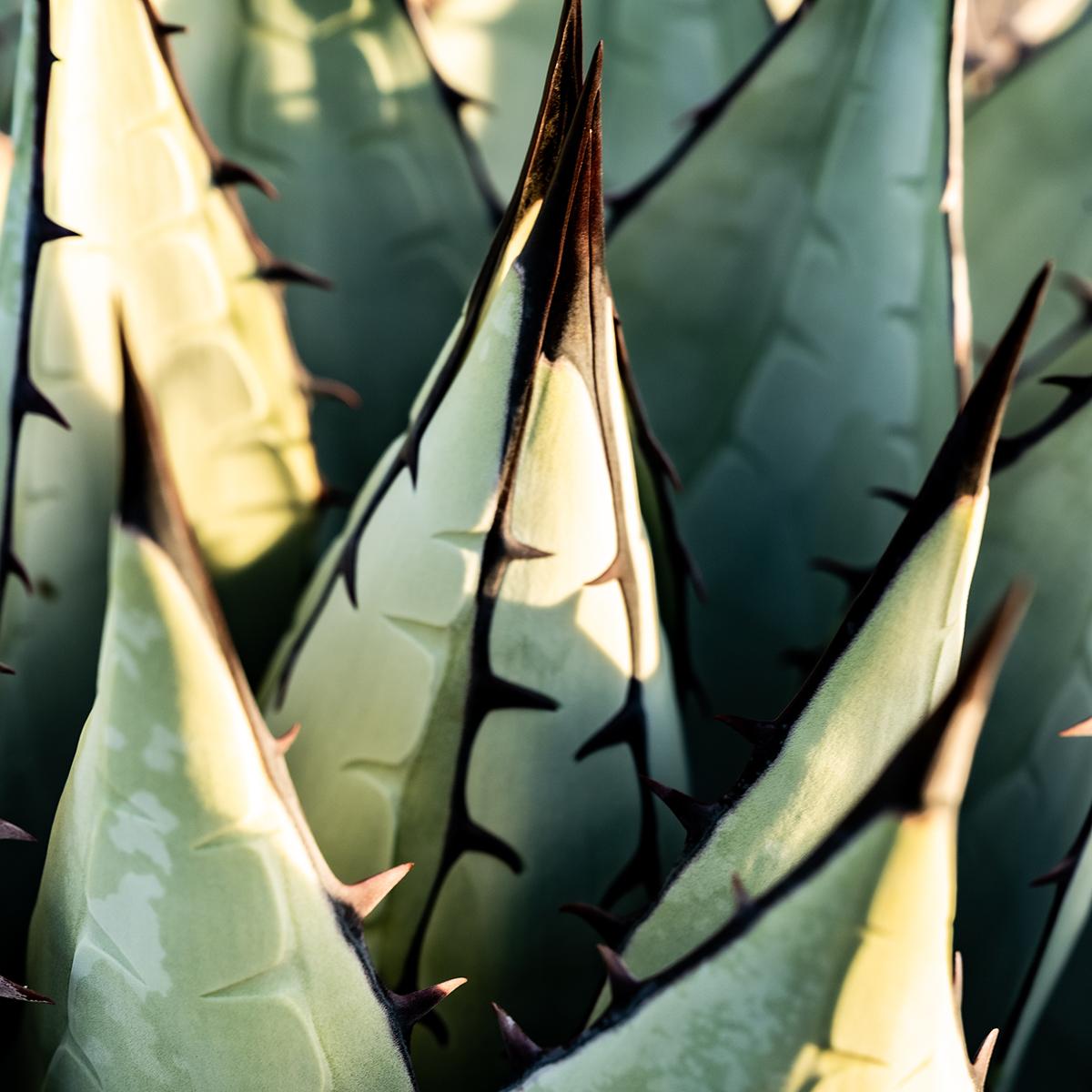 Agave havardiana - Vivace très rustique, en forme de rosette succulente ...