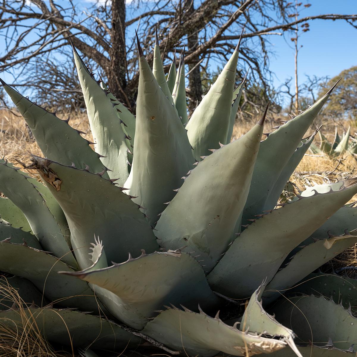 Agave havardiana - Vivace très rustique, en forme de rosette succulente ...
