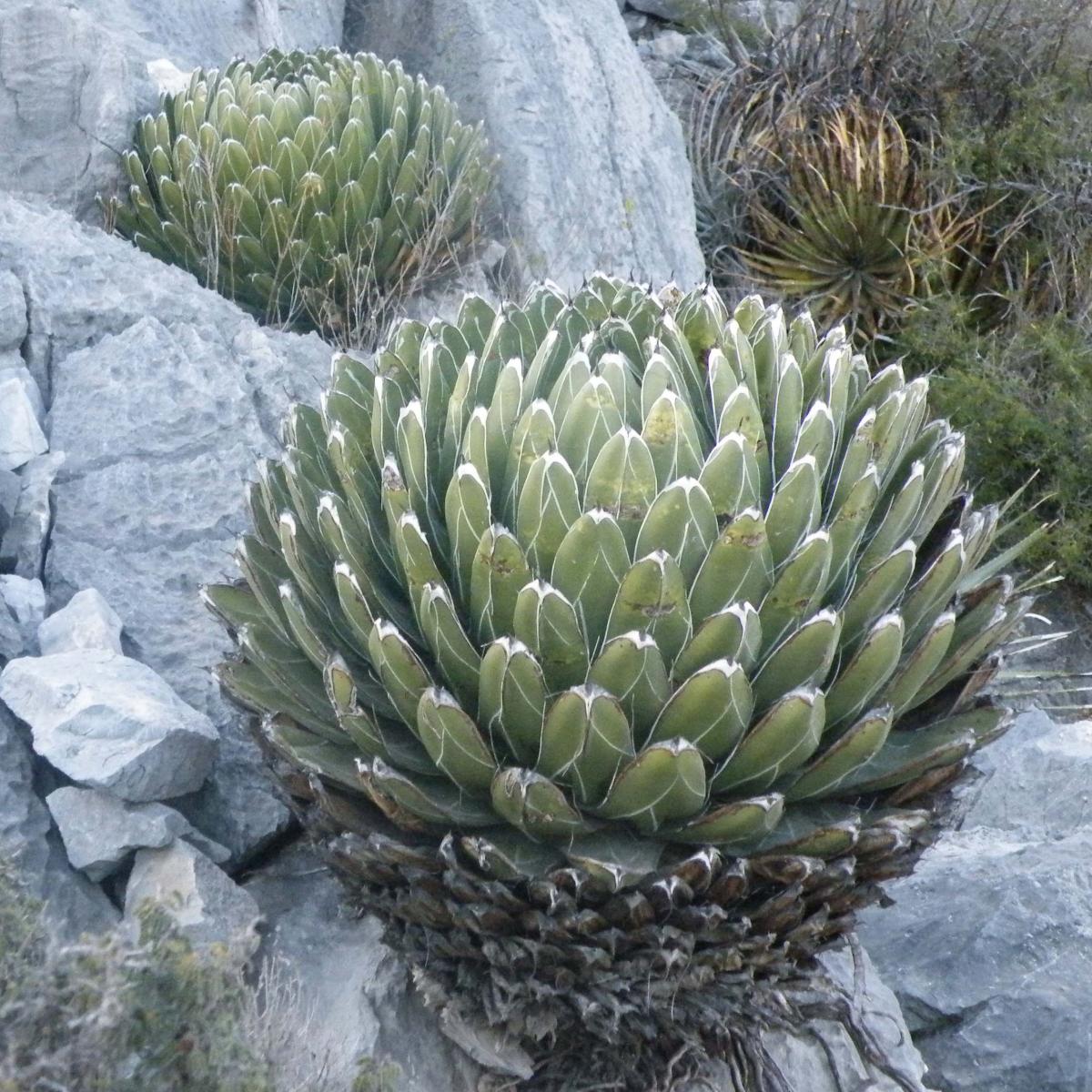 Agave victoriae reginae - Agave de la Reine Victoria, compacte, en ...