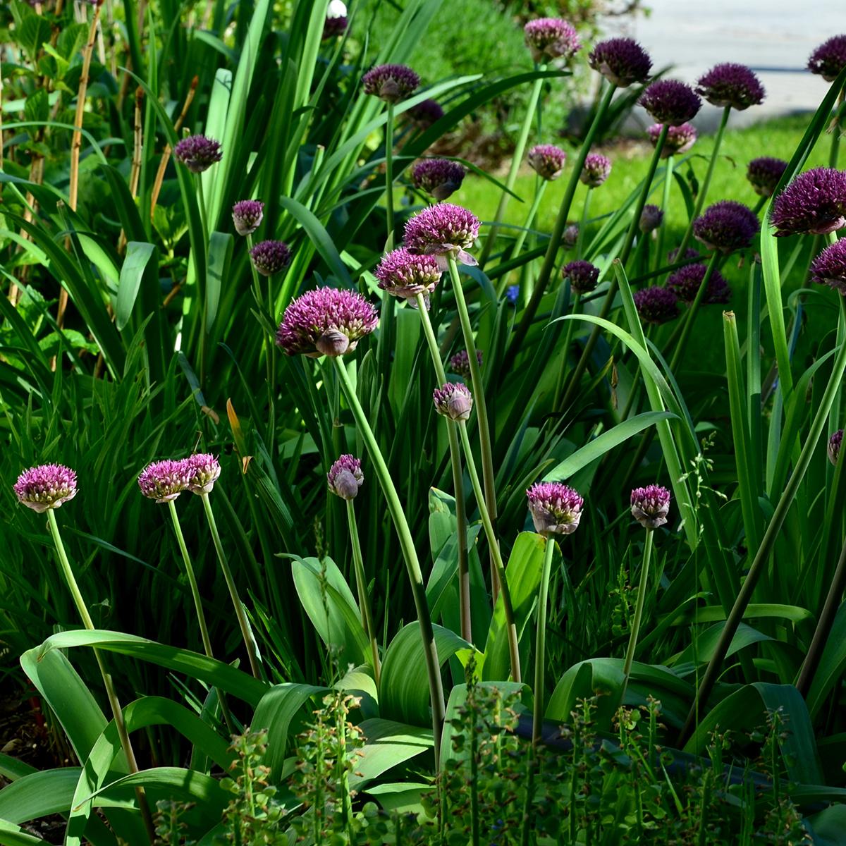 Allium Ostara - Ail d'ornement à fleurs en boules pourpres