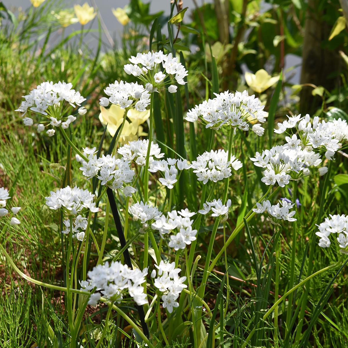 Allium neapolitanum Cowanii – Ail de Naples - Ail d'ornement aux fleurs ...