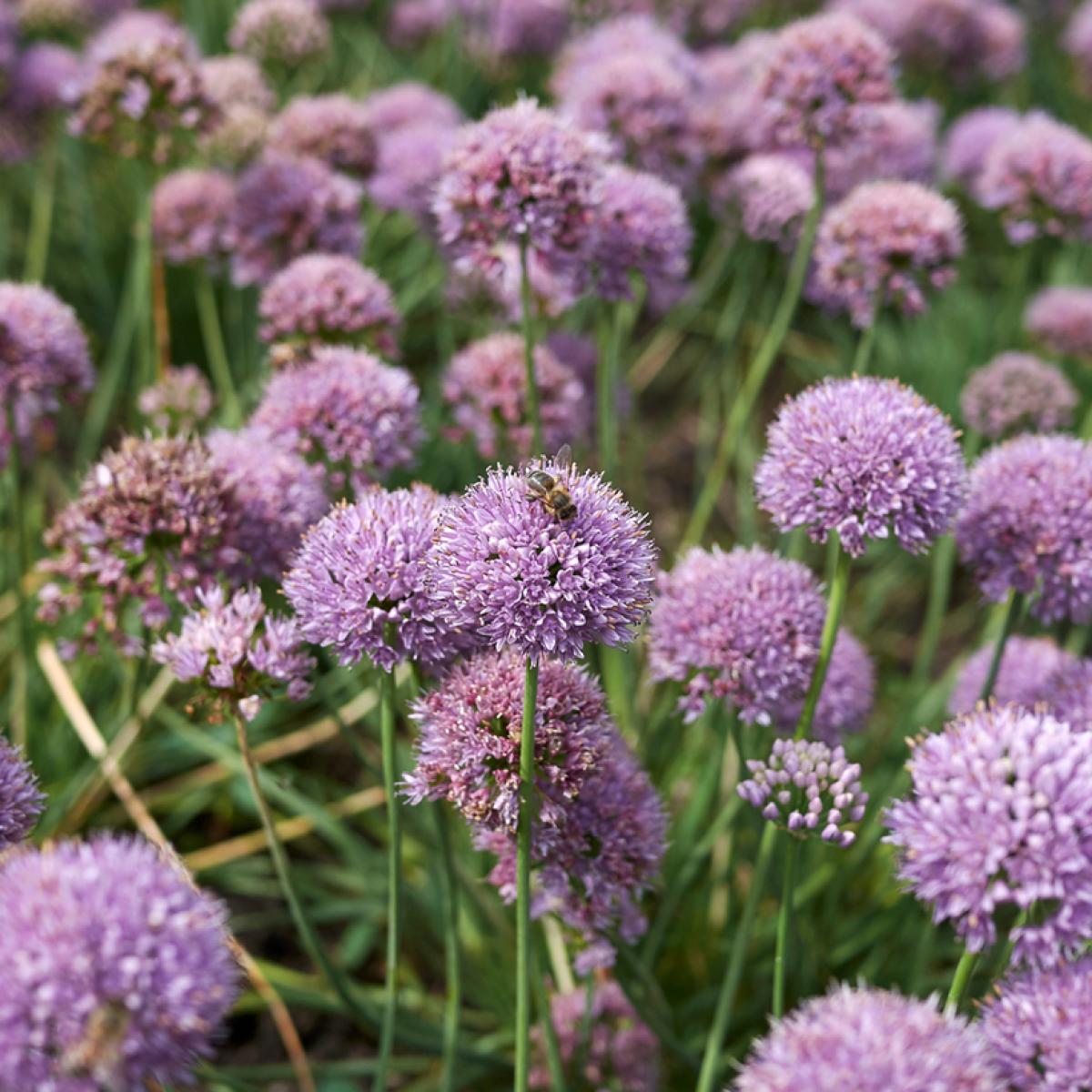 Allium senescens Avatar - Ail d'ornement rose lilas argenté
