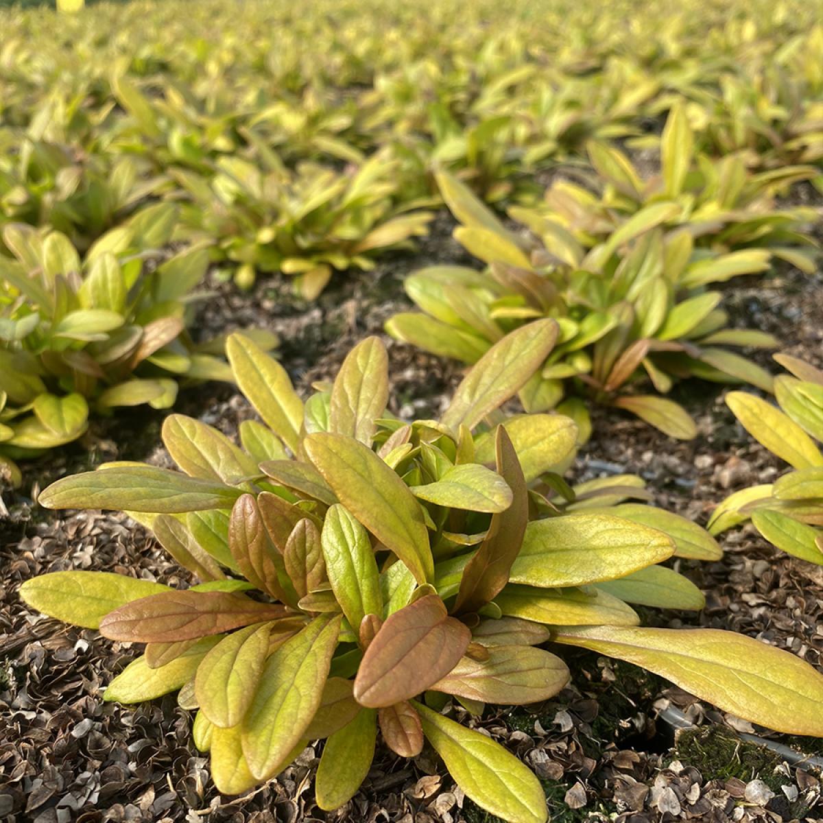 Ajuga Feathered Friends Fancy Finch - Bugle rampante au feuillage ...
