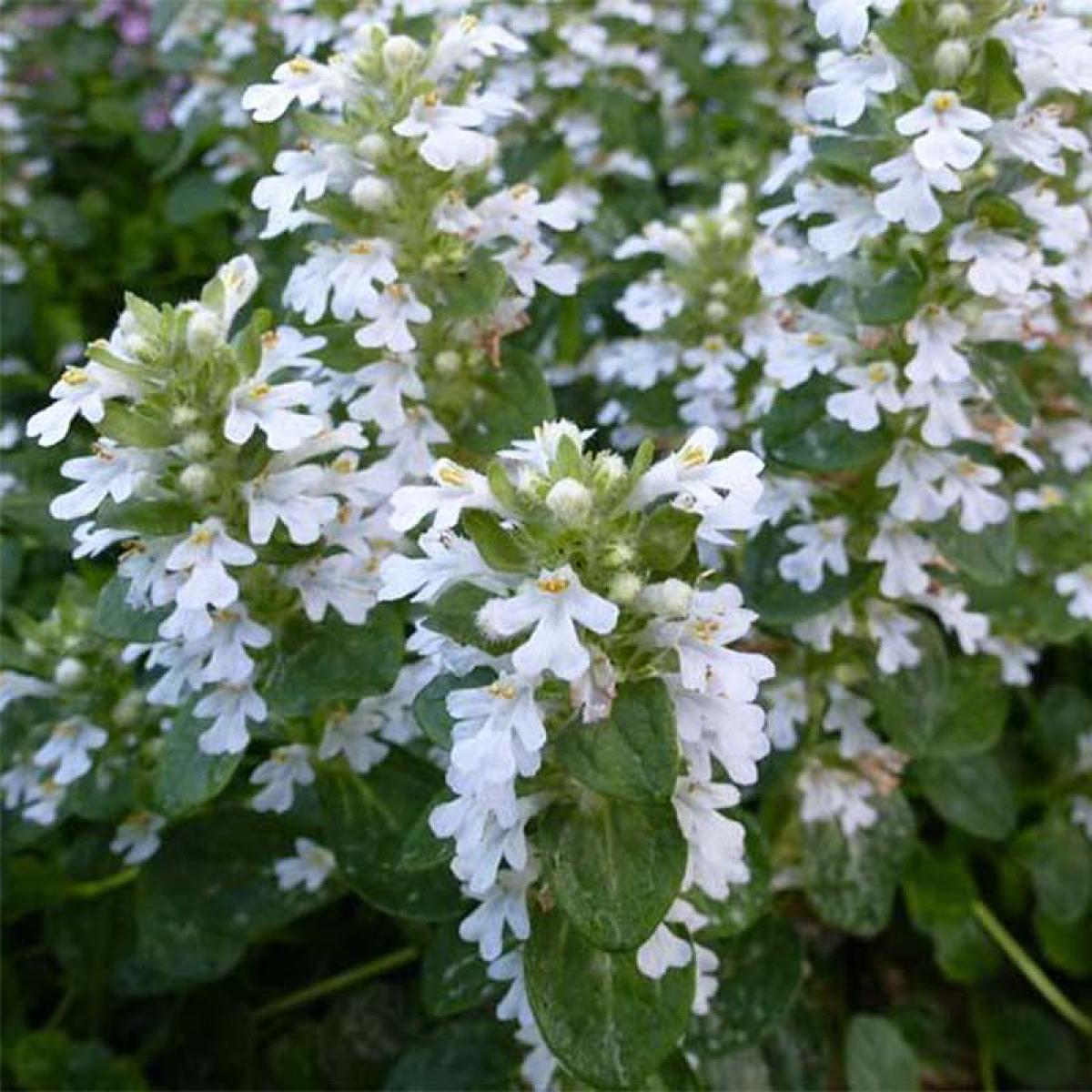 Ajuga reptans Alba - Bugle rampante, couvre sol à fleurs blanches