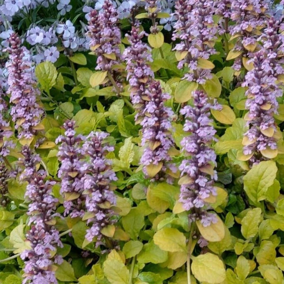 Ajuga reptans Gold Chang - Bugle rampante à feuillage jaune-vert ...