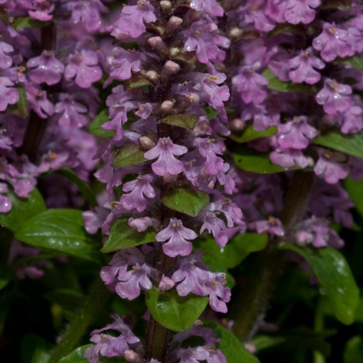 Ajuga reptans Rosea – Bugle rampante à fleurs roses sur feuillage vert