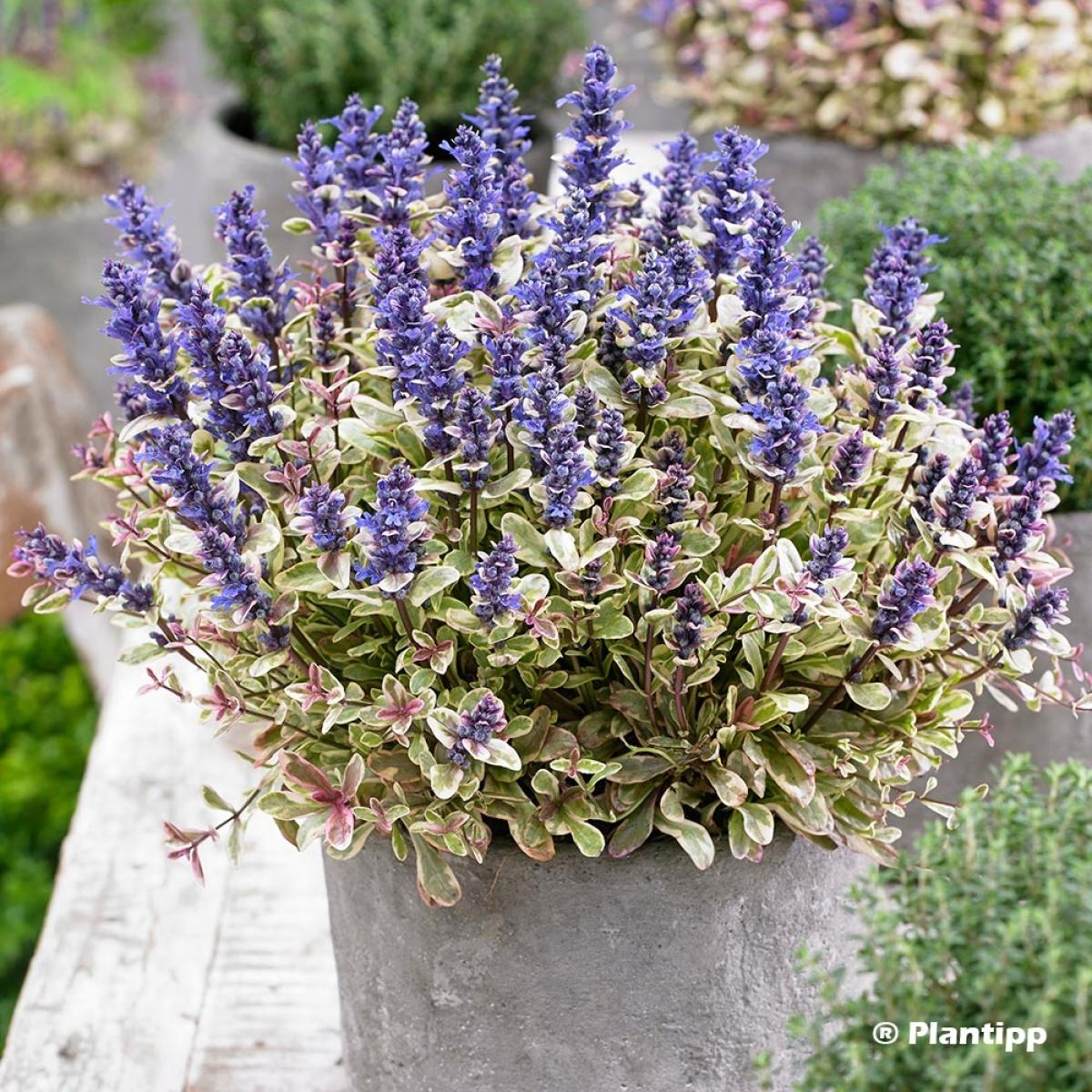 Ajuga reptans tenorii Princess Nadia – Bugle rampante multicolore