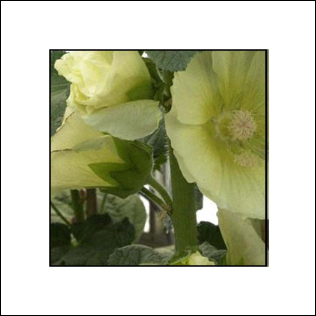 Rose trémière - Alcea rosea Sunshine - Vivace à lumineuse fleurs jaunes