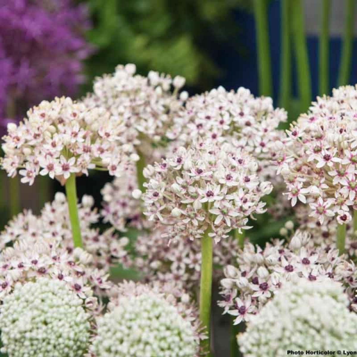 Allium multibulbosum Silver Spring - Ail d'ornement blanc et pourpre