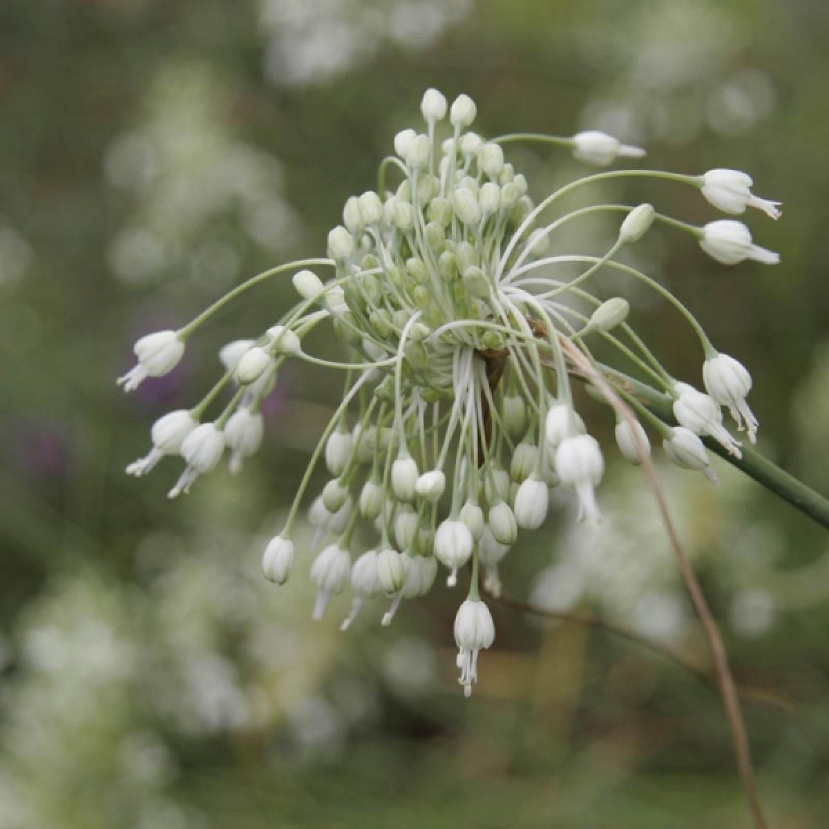 Allium carinatum ssp pulchellum Album - Ail d'ornement original