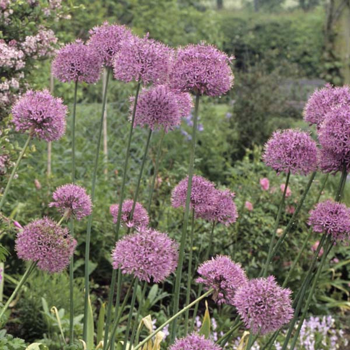 Ail d'ornement géant - Allium giganteum aux boules de fleurs lilas