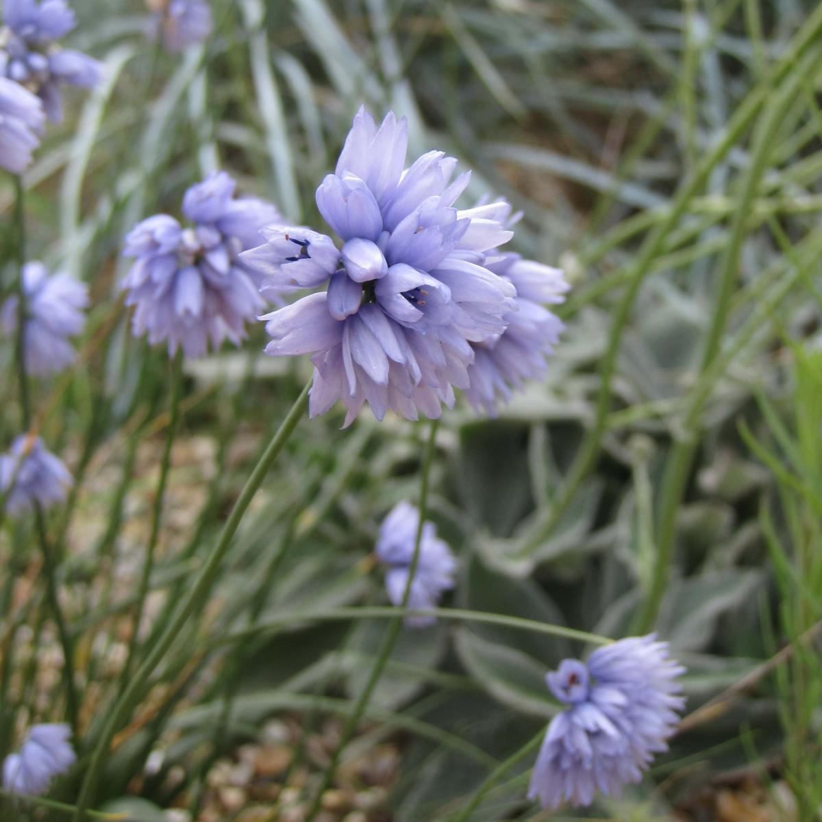 Allium cyaneum ou sikkimense - Ail d'ornement népalais bleu cobalt