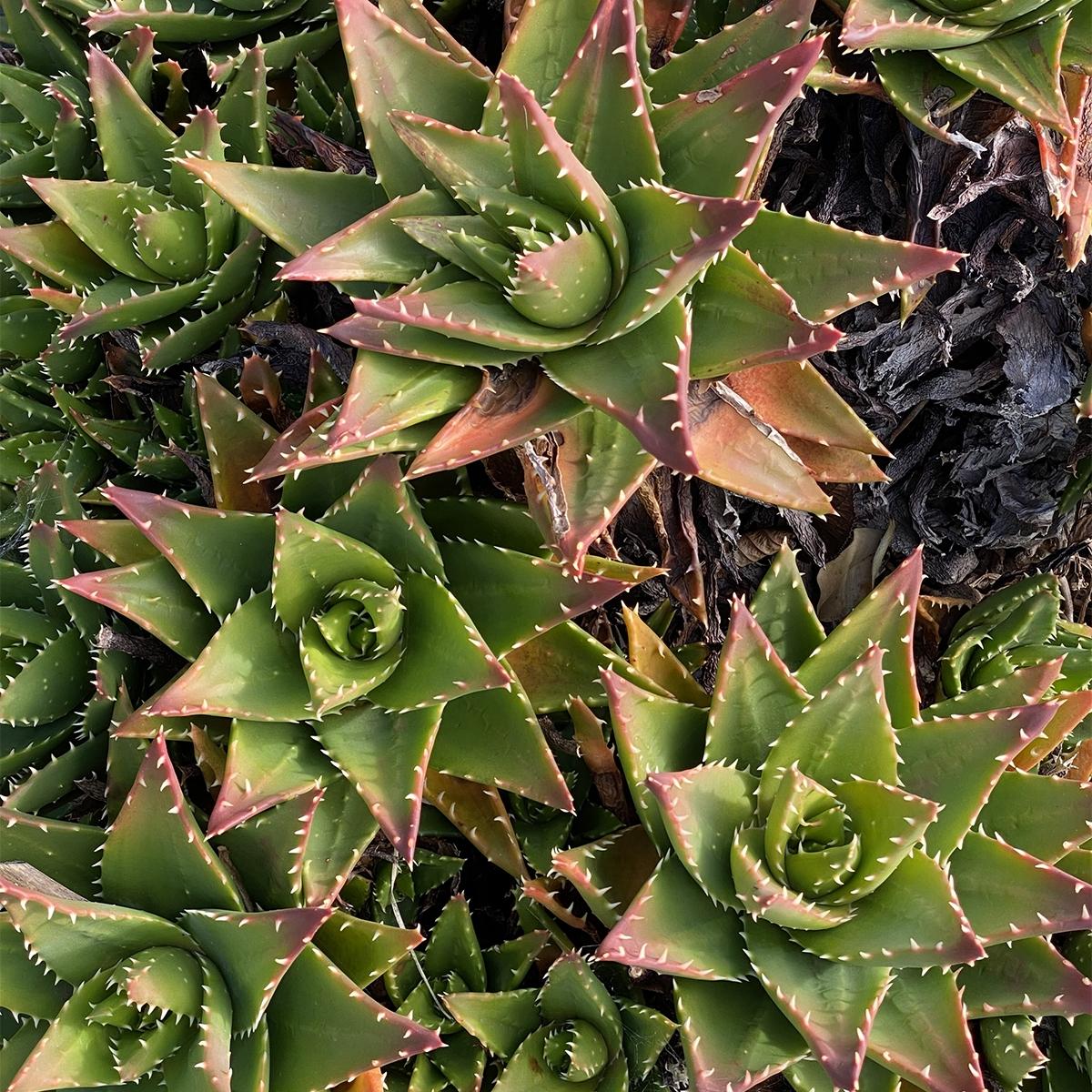 Aloe perfoliata (mitriformis) – Un aloes rampant assez rustique