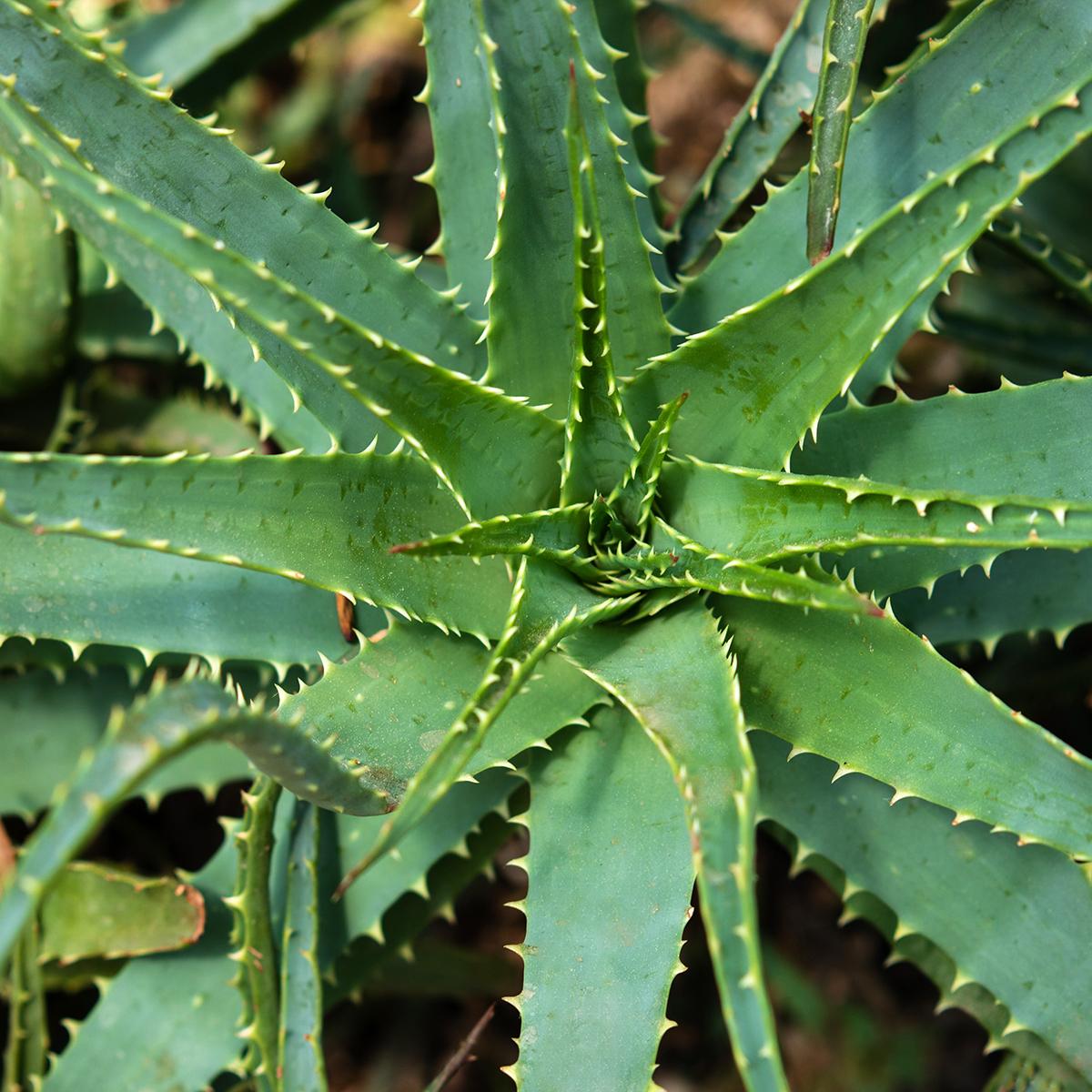 Aloe spinosissima - Aloès hybride, de taille moyenne, aux rosettes de ...