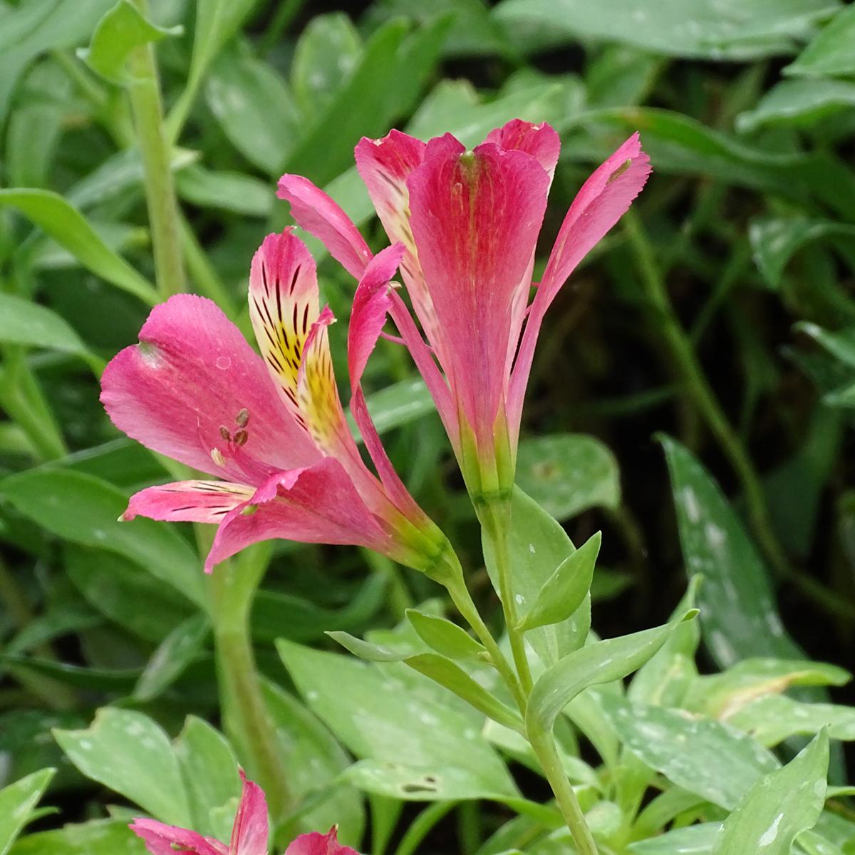 Alstroemeria Duchesses d'Anjou Isabelle - Lys des Incas de taille ...