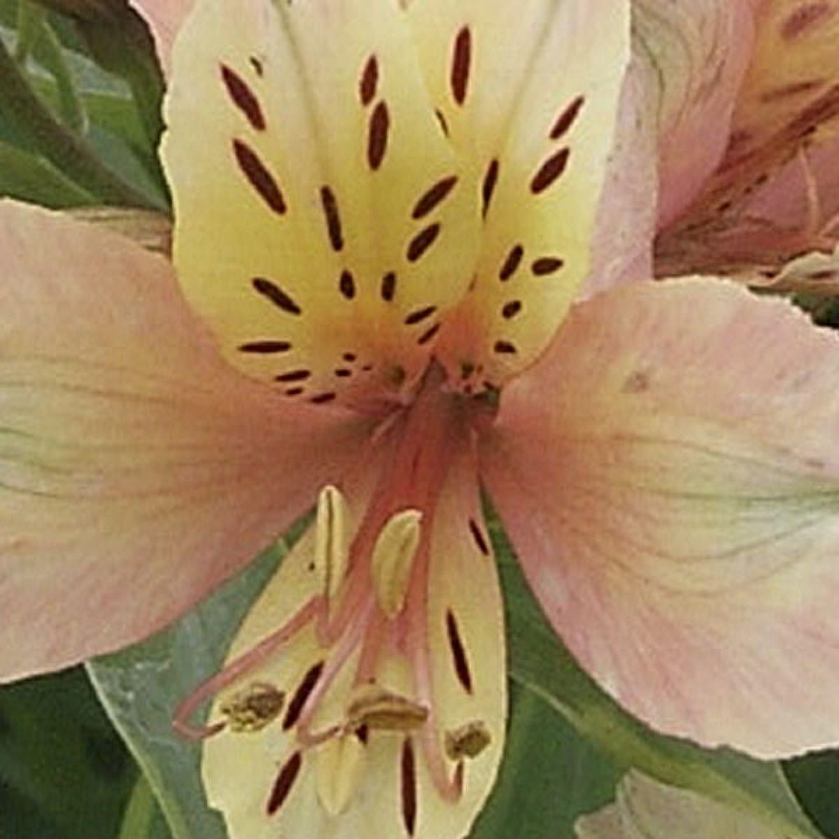 Alstroemère ou Alstroemeria Inca Ice