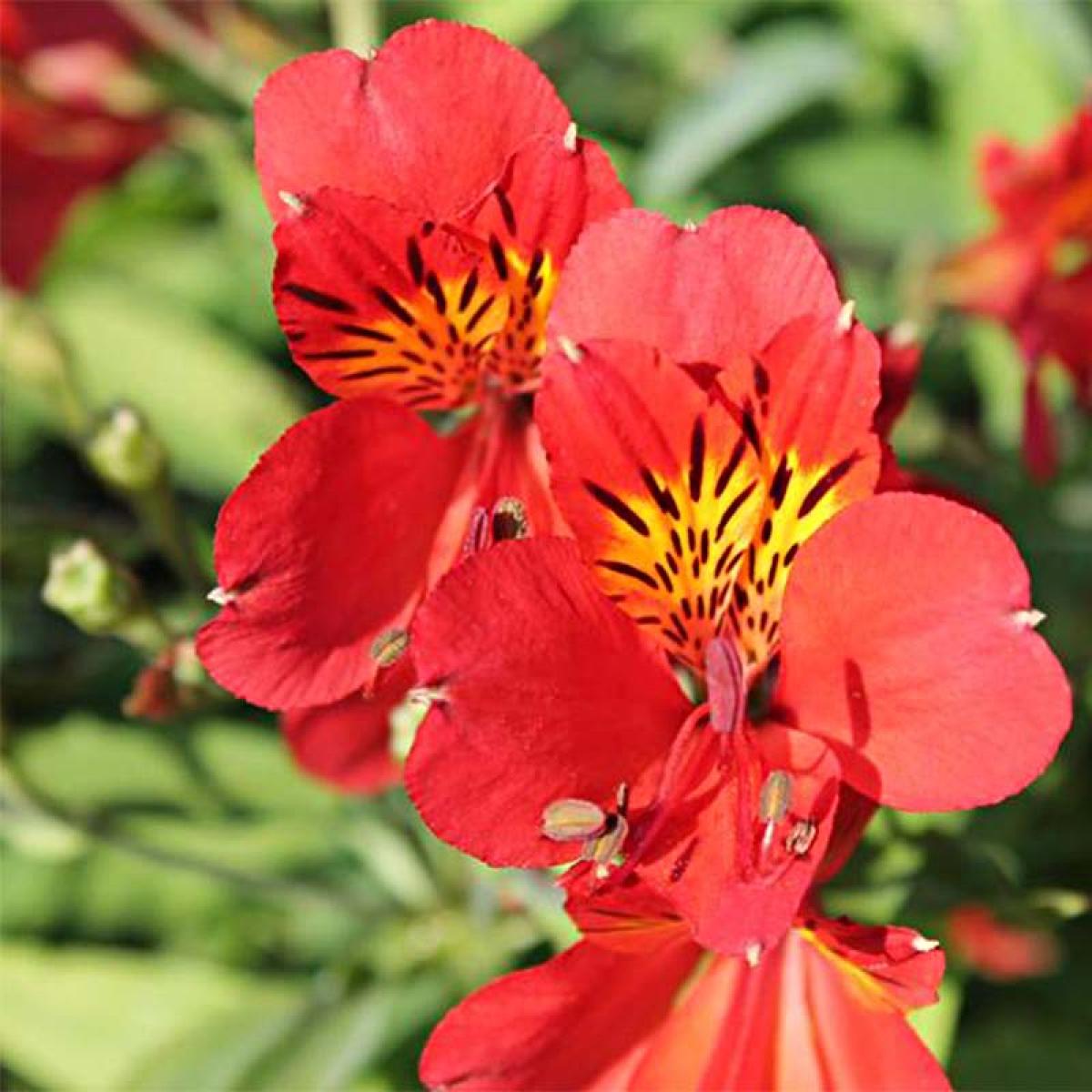 Alstroemeria Mars – Lys des Incas aux fleurs rouge carmin et jaunes ...