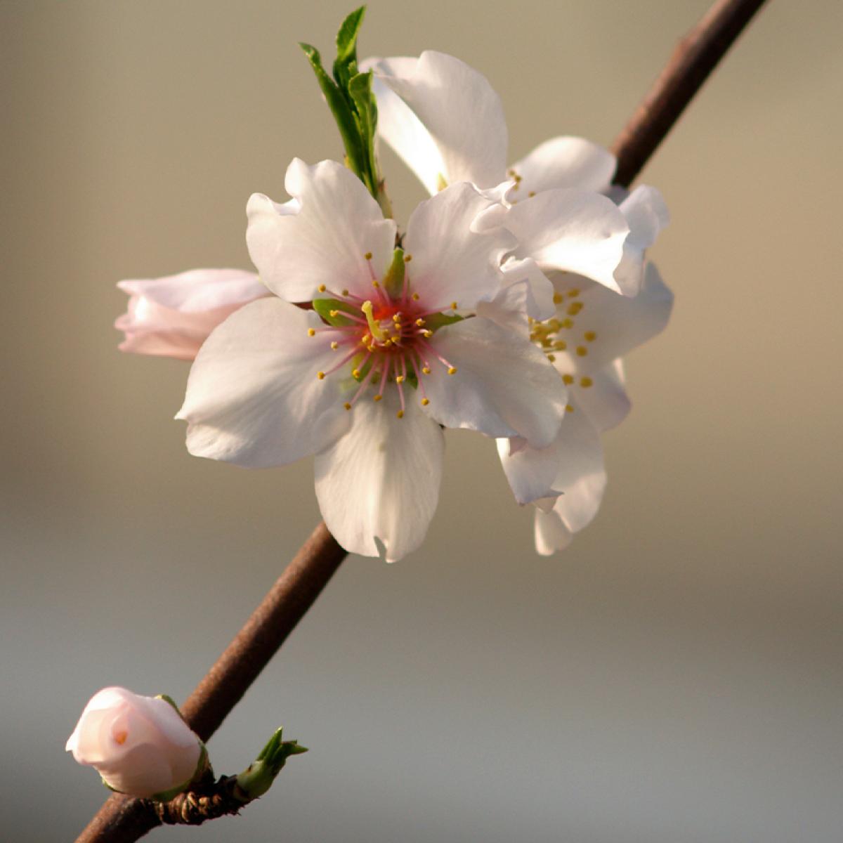 Amandier Aï - Prunus dulcis ou amygdalus - Variété à floraison hâtive ...