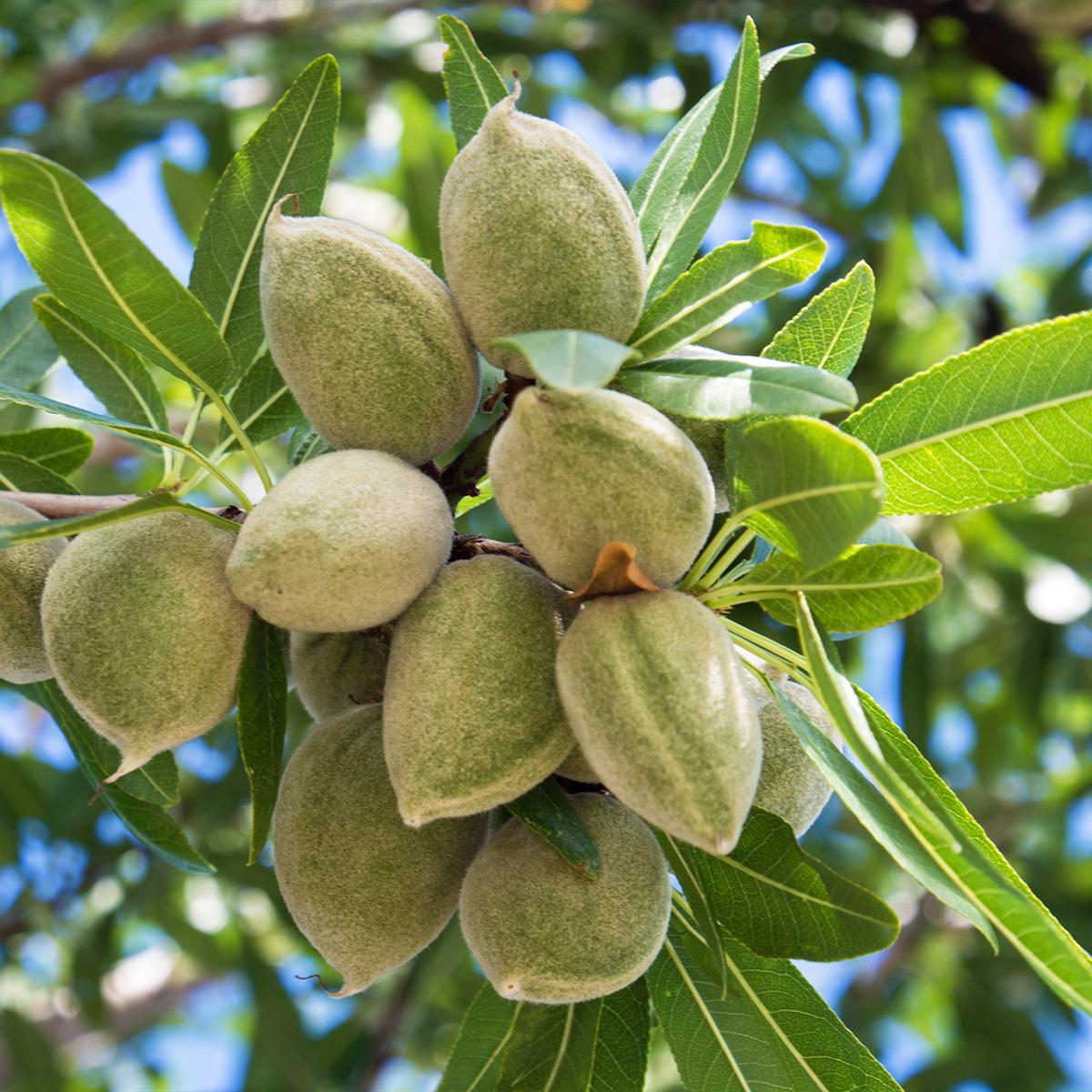 Prunus dulcis - Amandier