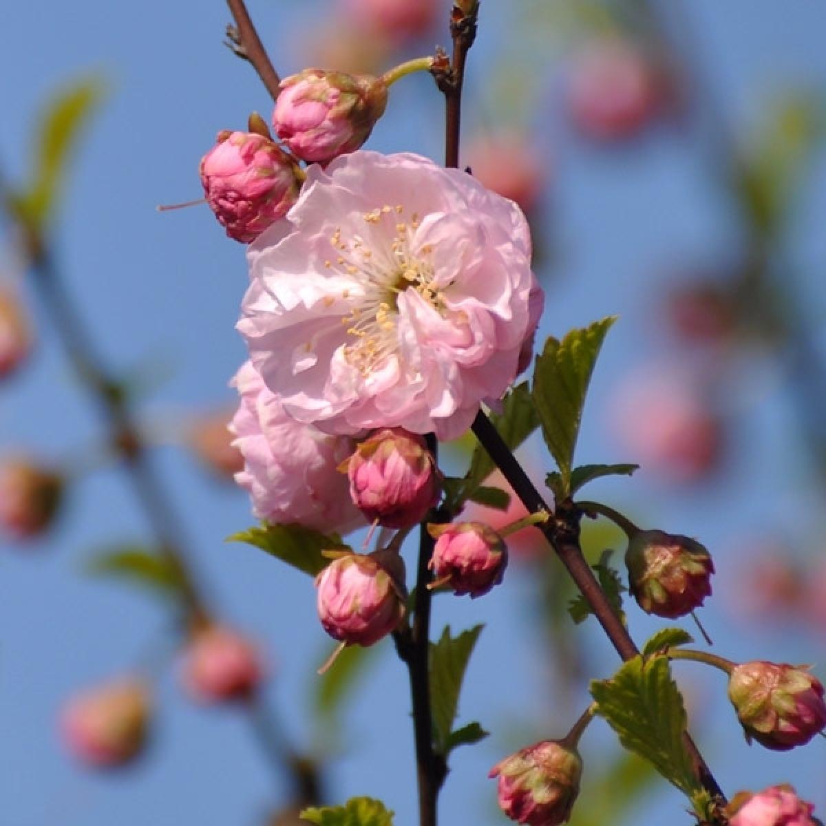 Amandier Texas issu de l'Agriculture Biologique - Prunus dulcis - Gros ...