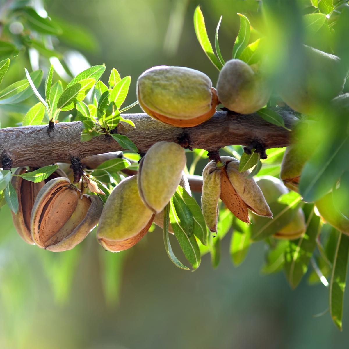 Amandier nain autofertile Fruit me Almond me - Prunus dulcis - Fruits à ...
