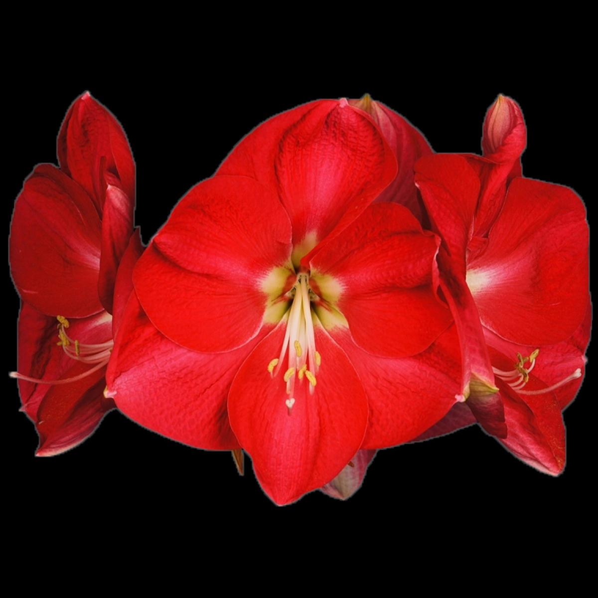 Amaryllis Candy Cream ou Candy Queen - Hippeastrum - Variété à grande ...