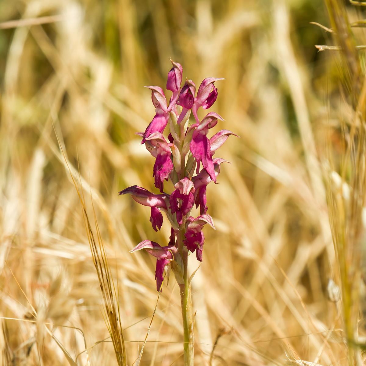 Orchis sacré - Anacamptis sancta - Orchidée méditerranéenne vivace