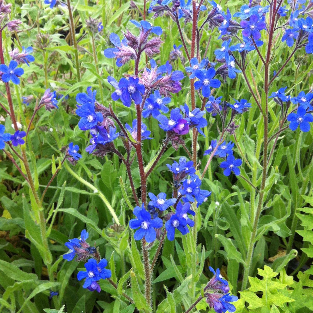 Anchusa azurea Loddon Royalist - Anchusa italica - Buglosse azurée d'Italie