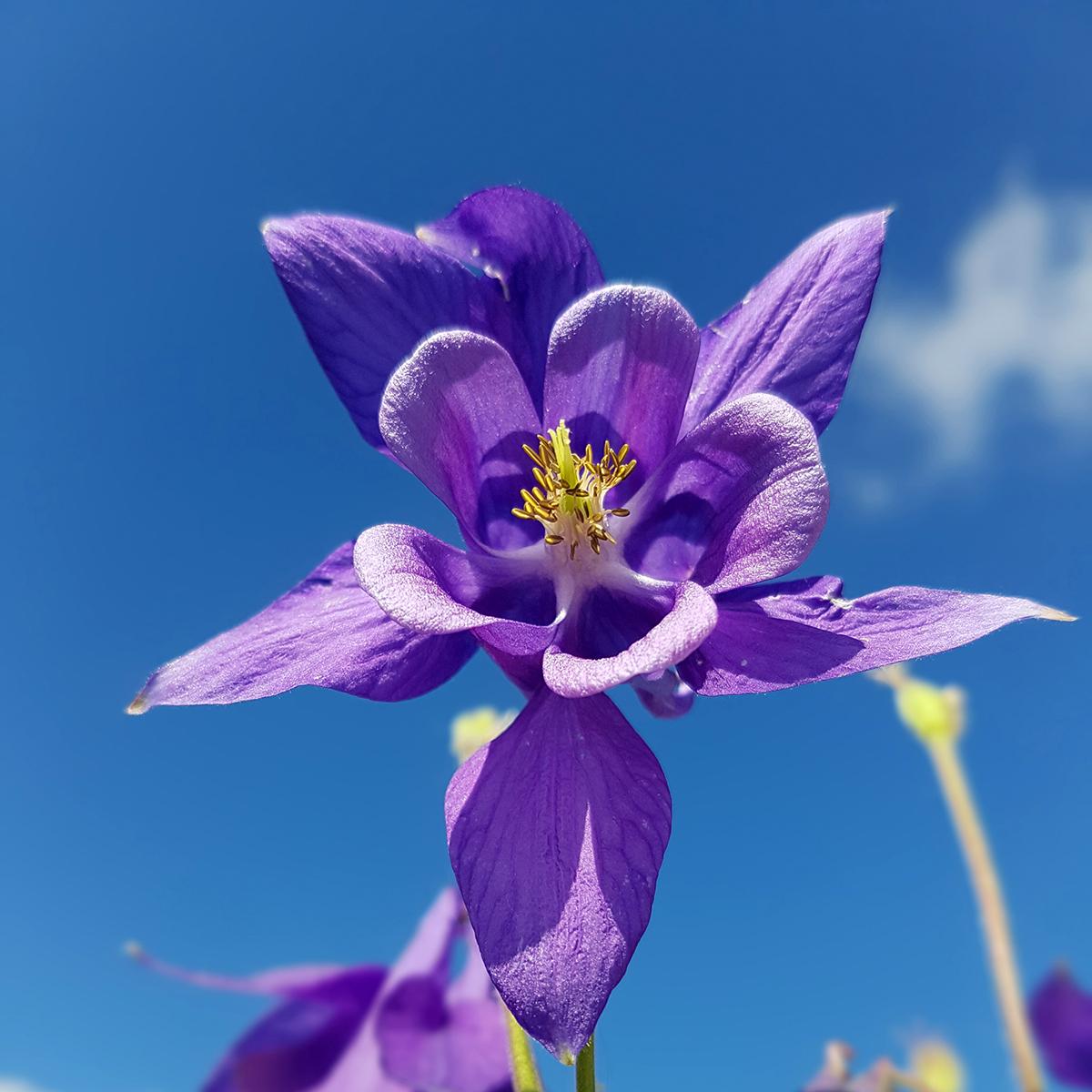 Ancolie des Jardins – Aquilegia vulgaris – Une vivace à fleurs légères