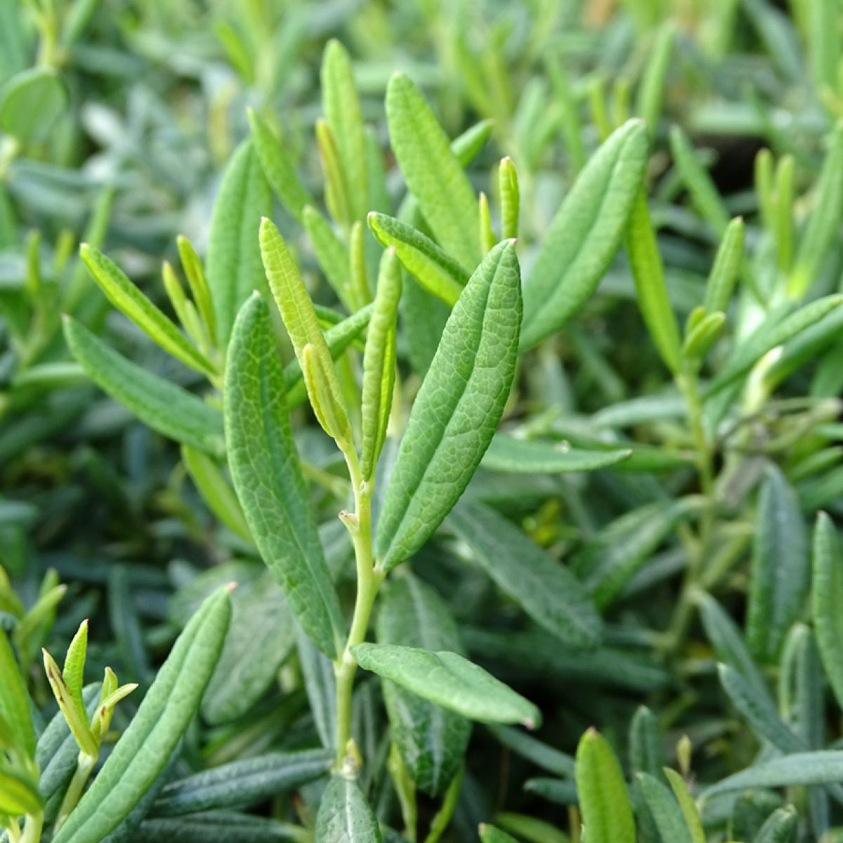 Andromeda polifolia Blue Ice - Andromède à feuilles de Podium