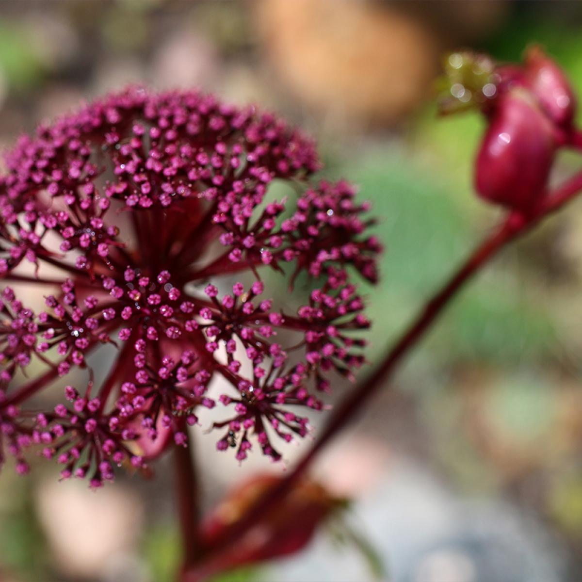 Angelica gigas – Angélique rouge à fleurs pourpres