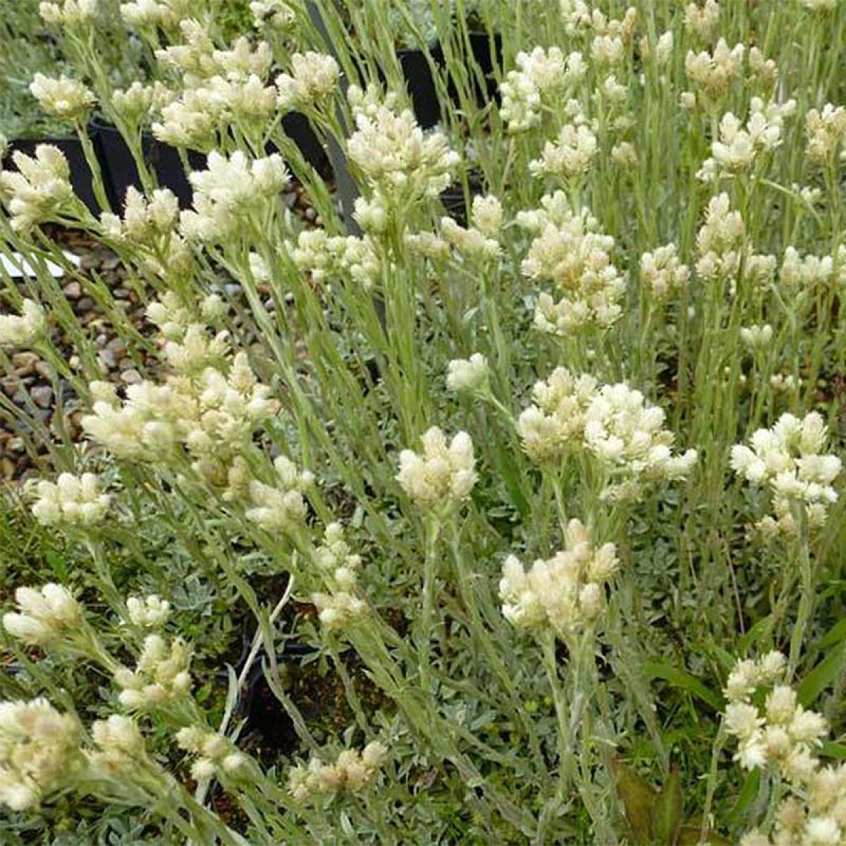 Antennaria dioica Borealis - Pied de Chat vivace formant un tapis laineux