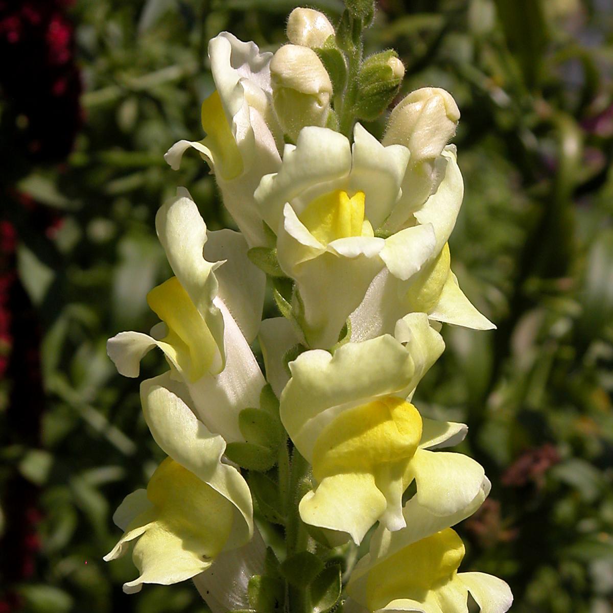 Muflier ou Gueule de Loup Braun-blanquetii – Antirrhinum jaune vivace