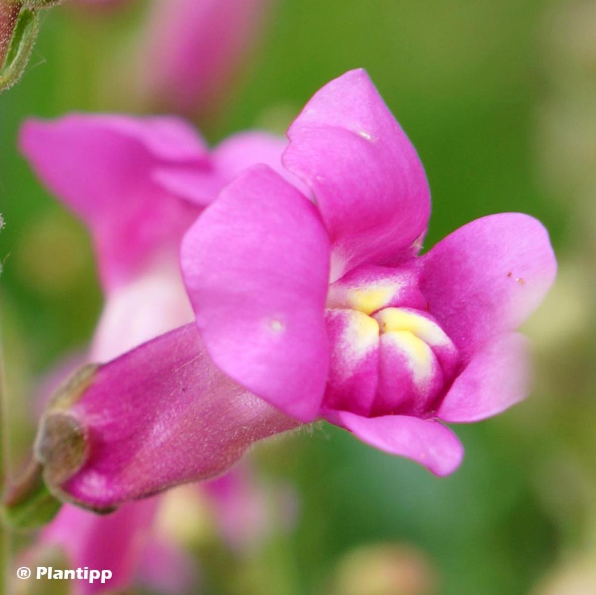 Antirrhinum majus Pretty in Pink - Muflier vivace, florifère, rose mauve.