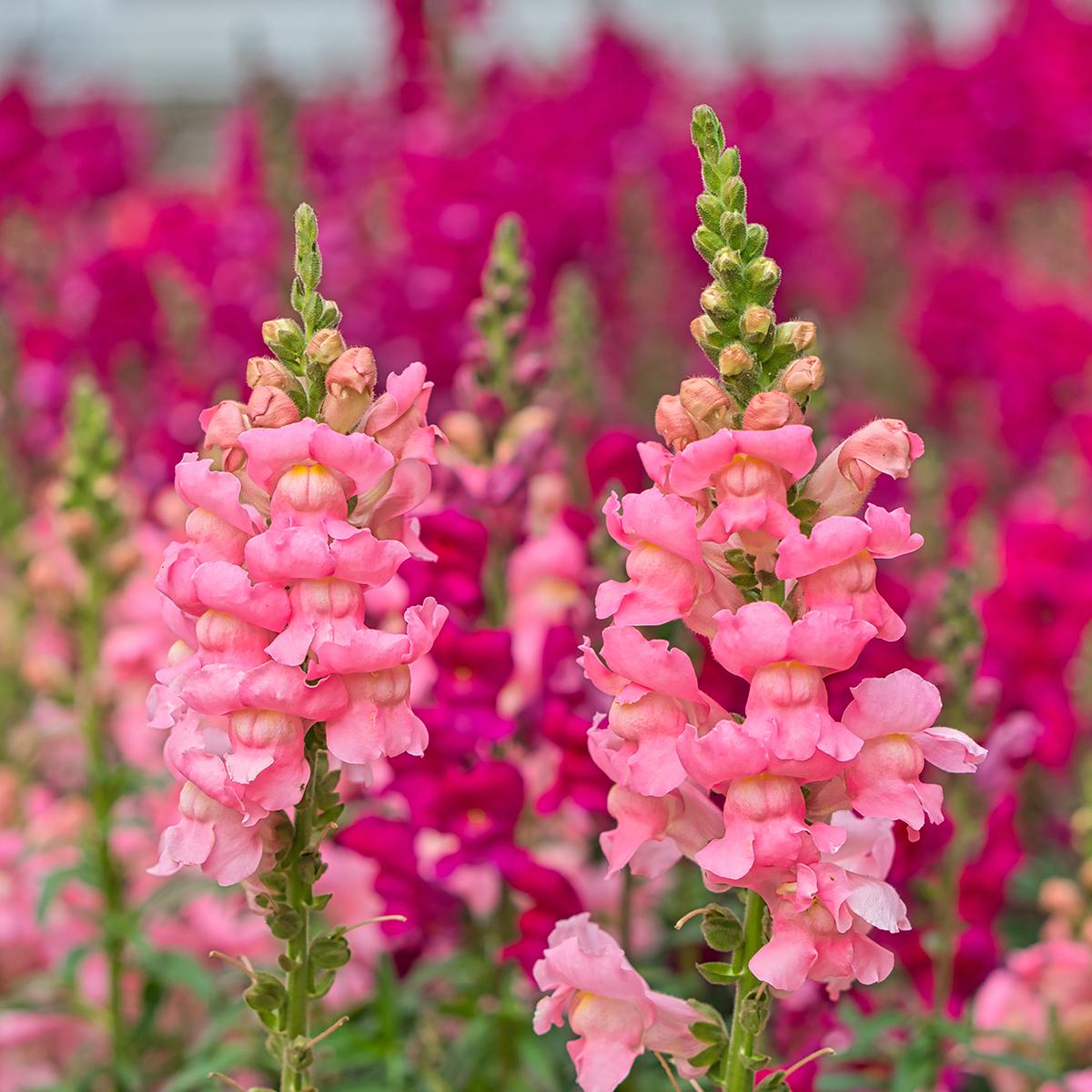 Antirrhinum majus Pretty in Pink - Muflier vivace, florifère, rose mauve.