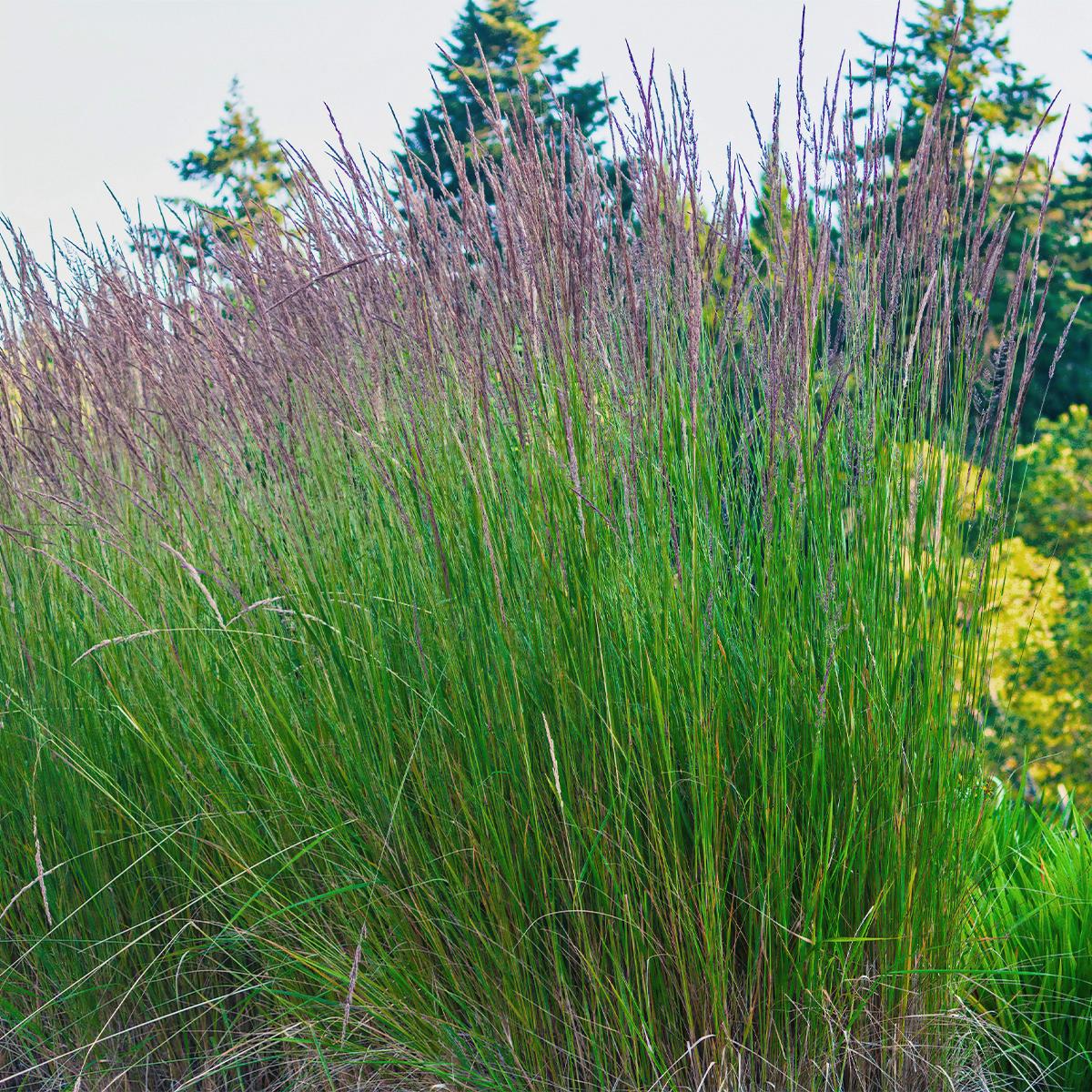 Apodasmia similis - Leptocarpus similis - Restionacée - Graminée vivace ...