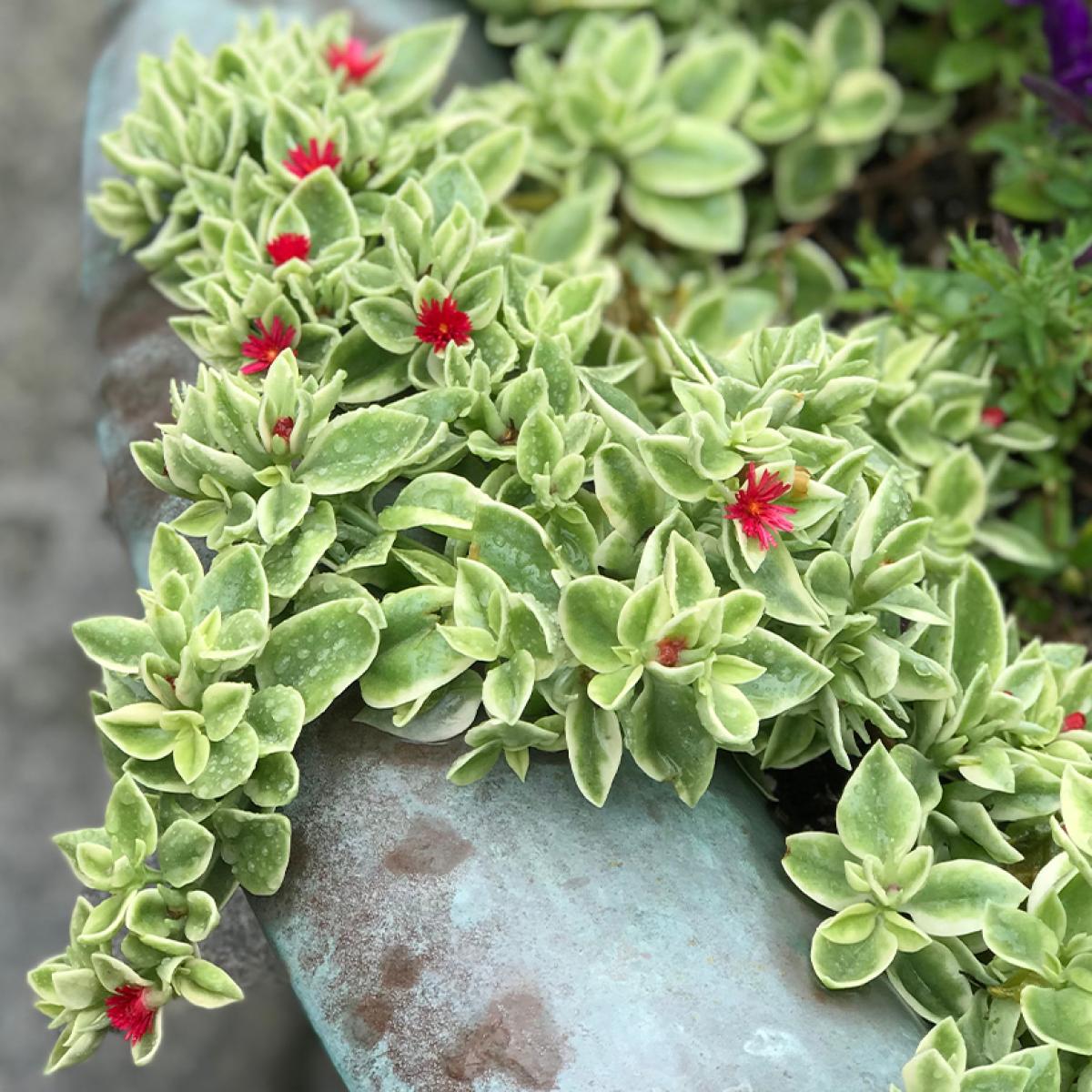 Aptenia cordifolia Variegata - Ficoide à feuilles en coeur panachées