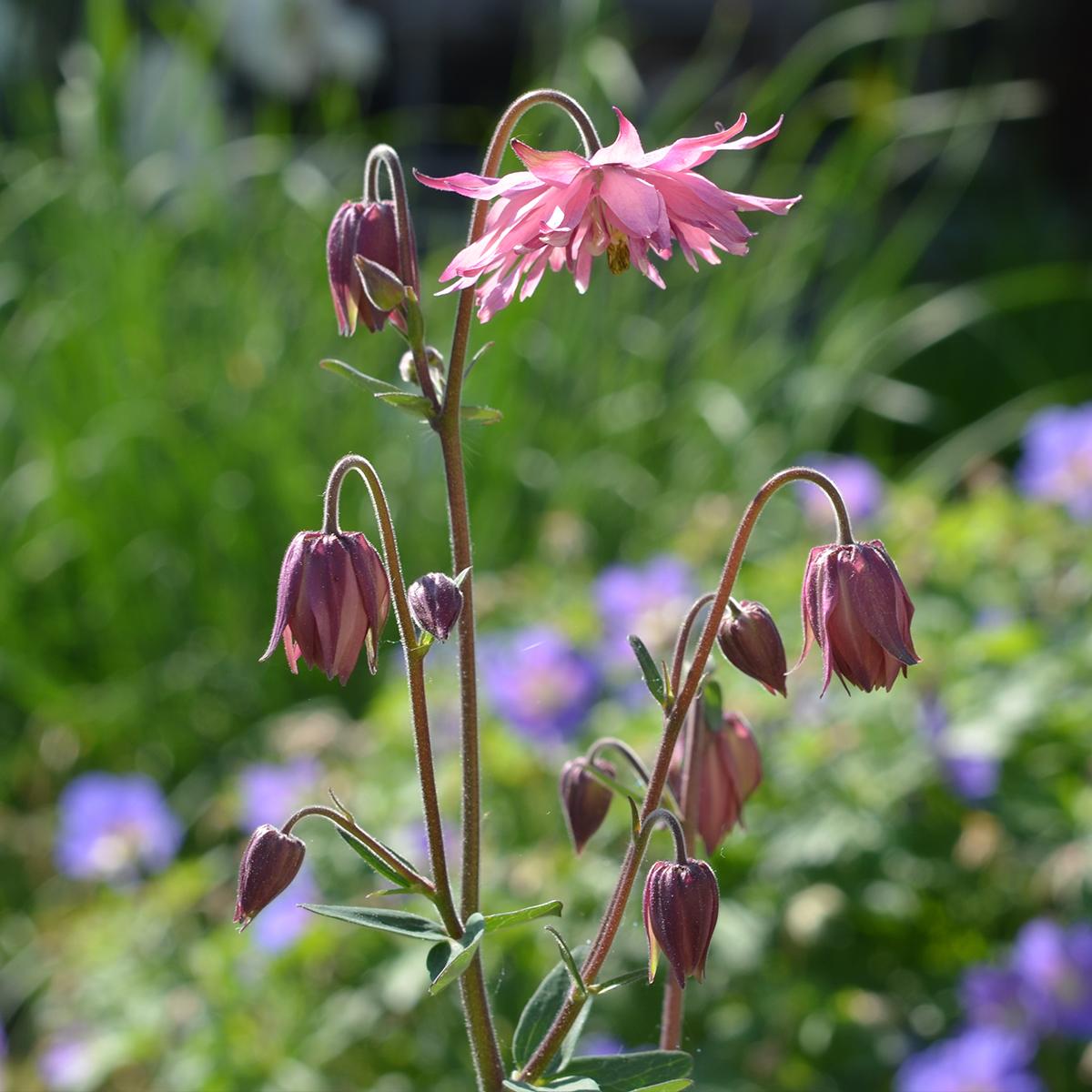Ancolie ou Aquilegia Rose Barlow - Ancolie hybride aux fleurs en ...